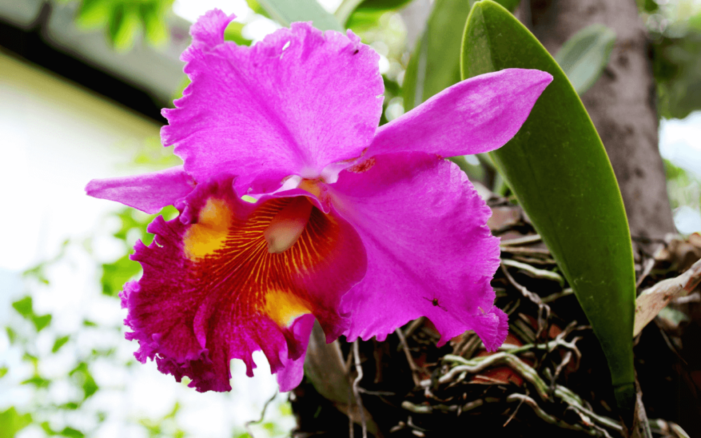 Orquídeas Cattleya - Cómo Cuidarlas en 7 Pasos