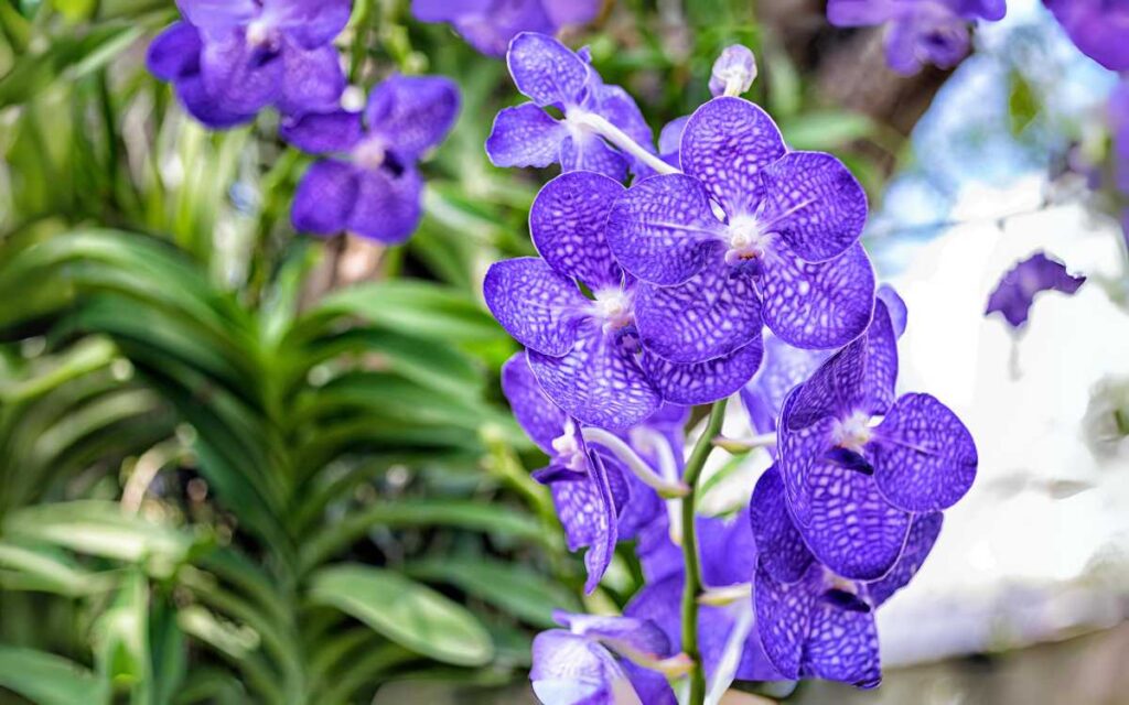 Vanda azul (Coerulea) - Aprenda Todo Sobre Esta Orquídea