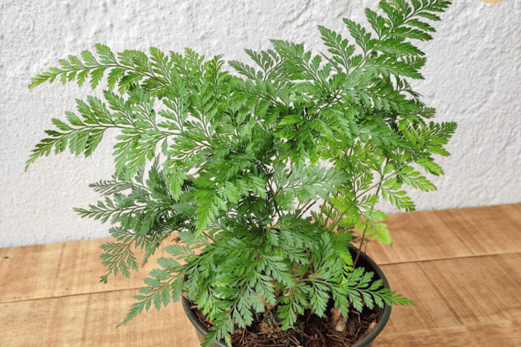 Helecho - Crecer Plantas