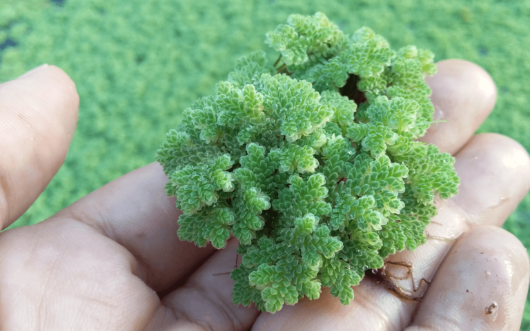 Impactos y Usos de Azolla en la Agricultura