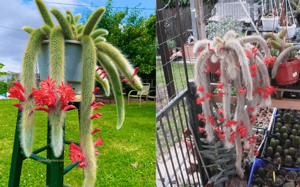 Cactus Cola de Mono: Cómo Cuidar y Reproducir