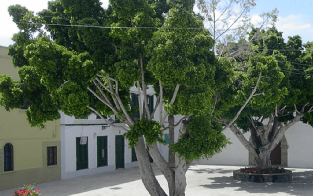 Ficus Benjamina - Características y Cuidados