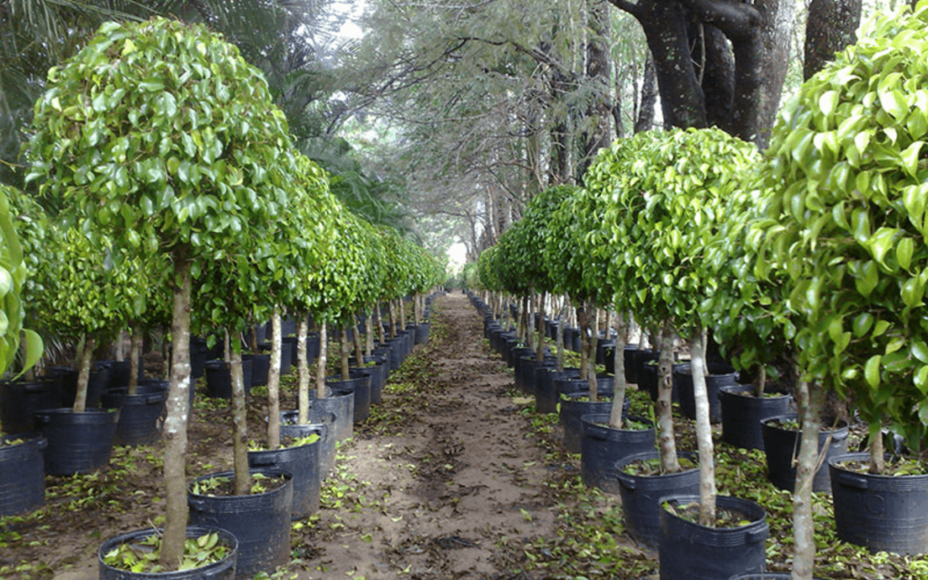 Ficus Benjamina - Características y Cuidados