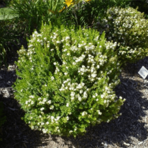 Mirto (Myrtus communis): Características y Cuidados