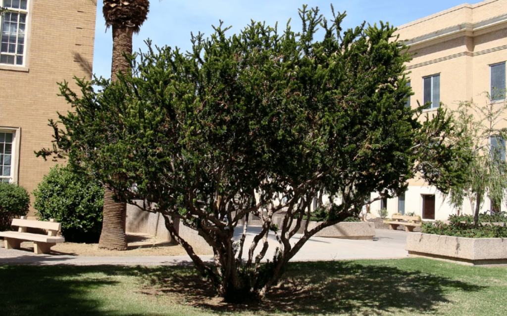 Mirto (Myrtus communis): Características y Cuidados