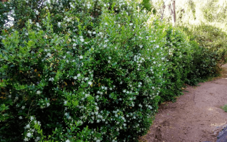 Mirto (Myrtus communis): Características y Cuidados