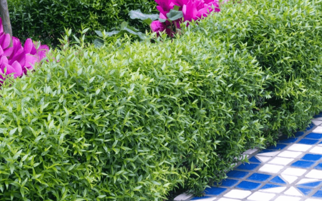 Mirto (Myrtus communis): Características y Cuidados
