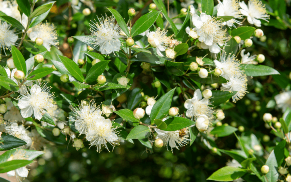 Mirto (Myrtus communis): Características y Cuidados