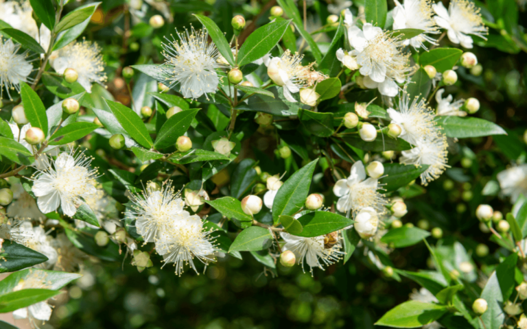 Mirto (Myrtus communis): Características y Cuidados