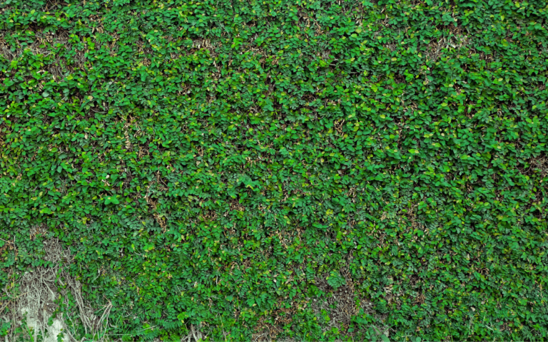 Ficus Pumila (Higuera Trepadora): Cuidados y Reproducción