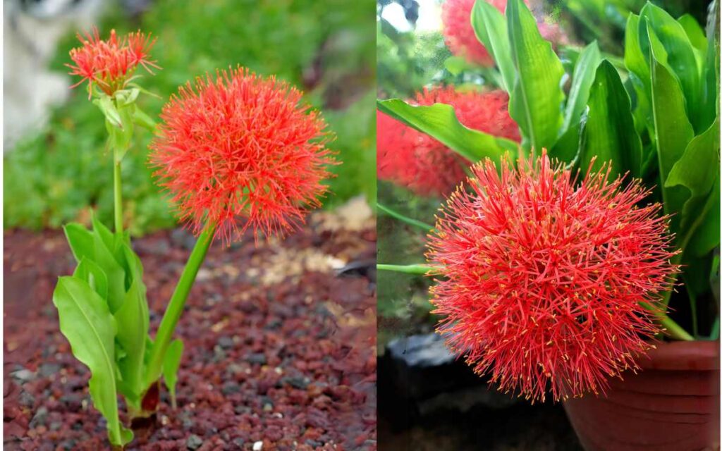 Flor de Sangre (Scadoxus Multiflorus): Cuidados