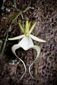 Conozca la Orquídea Fantasma: Su Historia y Características