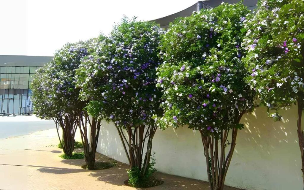 Manacá: Cuidados, Fotos y Cómo Hacer Plántulas