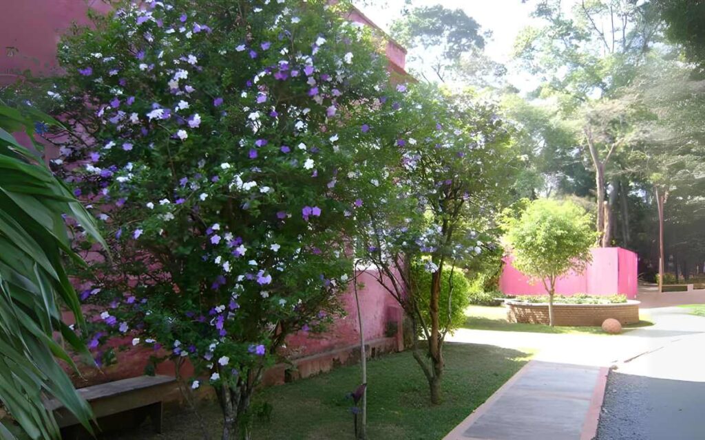 Manacá: Cuidados, Fotos y Cómo Hacer Plántulas