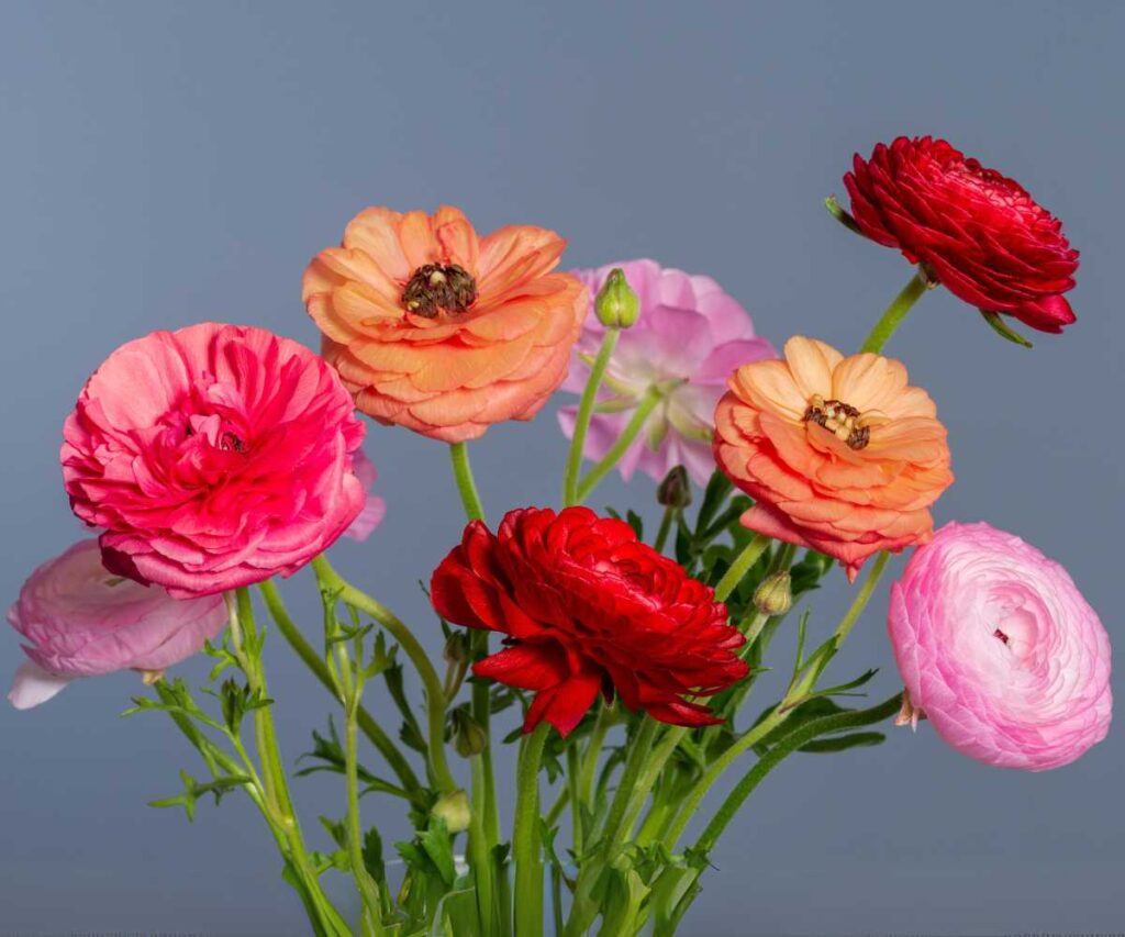 Ranunculus: Sus Significados y Cuidados (Con Fotos)