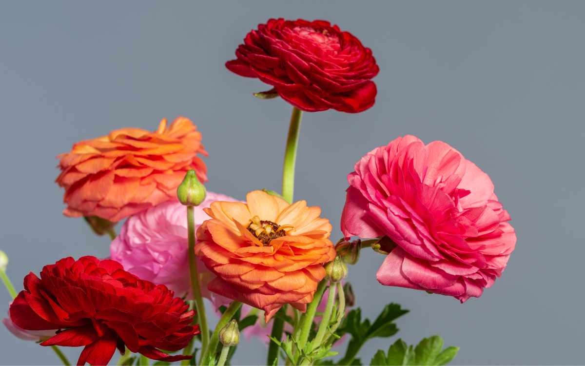 Ranunculus: Sus Significados y Cuidados (Con Fotos)
