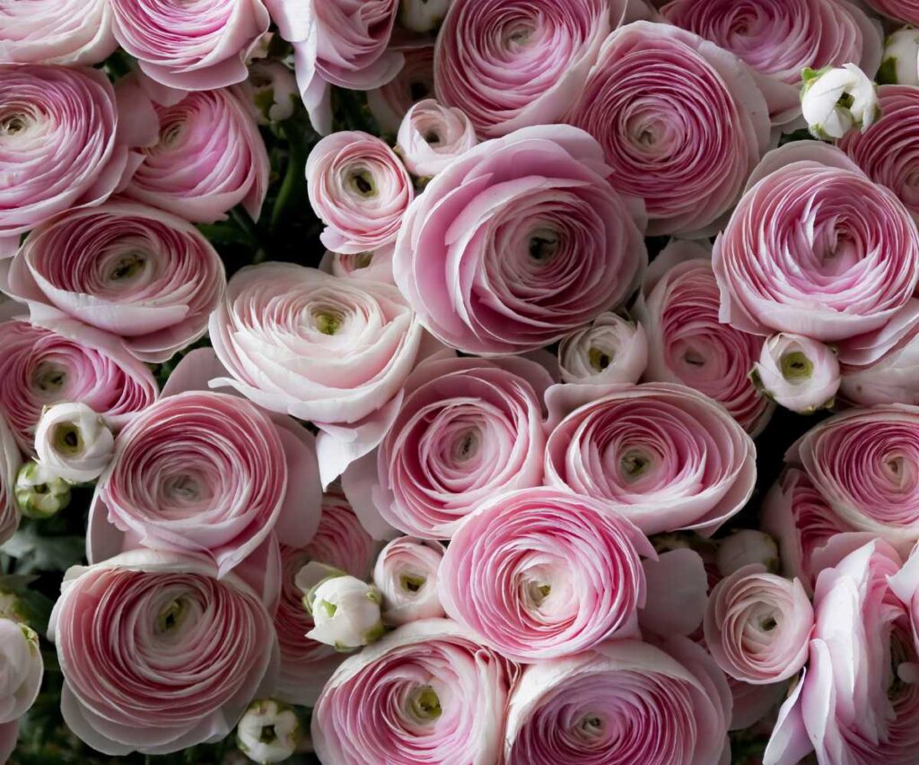 Ranunculus: Sus Significados y Cuidados (Con Fotos)